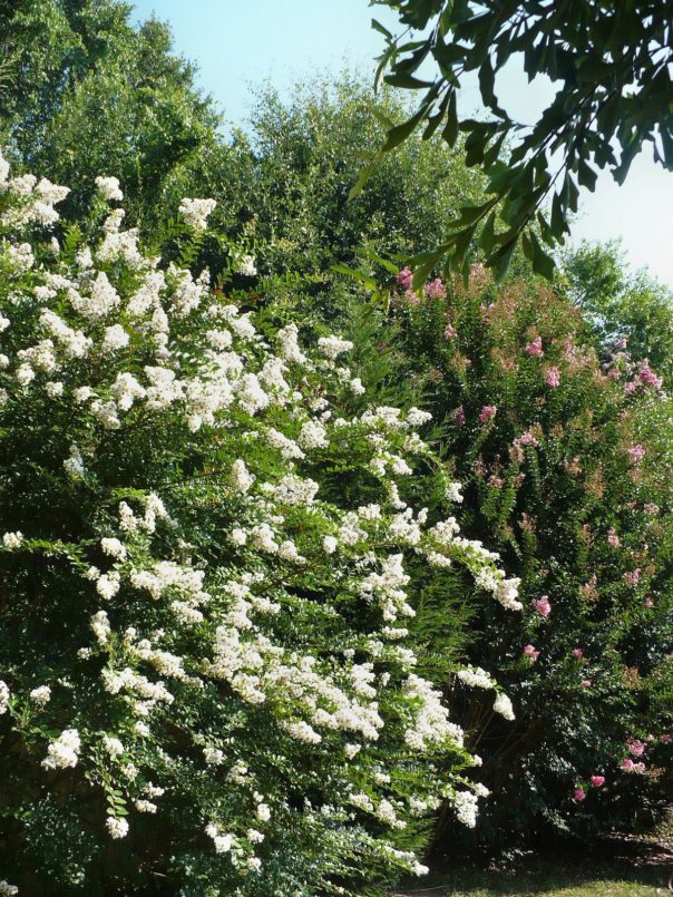 The Long Lasting Bloom of Crape Myrtle - A Cultivated Nest