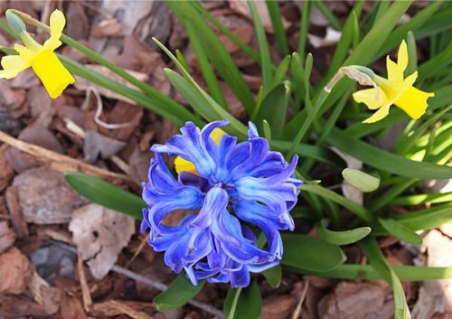 The First Blooms of Spring In My Garden - A Cultivated Nest