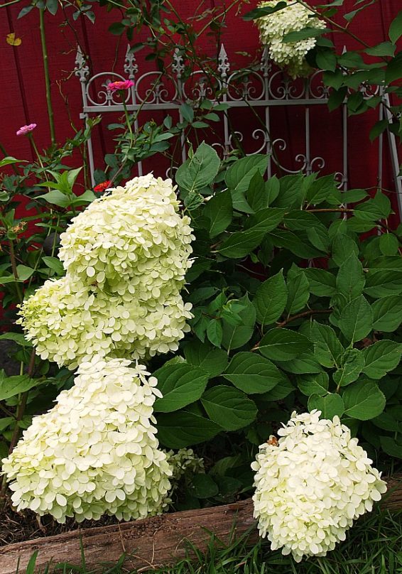 Big Fat Blossoms - My Limelight Hydrangea - A Cultivated Nest