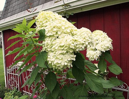 Big Fat Blossoms - My Limelight Hydrangea - A Cultivated Nest