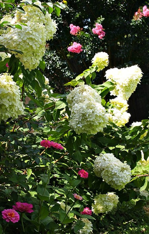 The Perfect Hydrangea - My Fast Growing "Limelight" - A Cultivated Nest