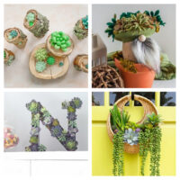 24 Fun Succulent Crafts- A Cultivated Nest