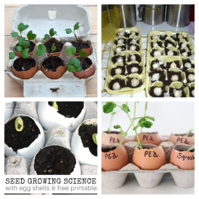 16 Clever Winter Seed Starting Projects in Egg Cartons - A Cultivated Nest