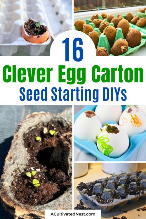16 Clever Winter Seed Starting Projects in Egg Cartons - A Cultivated Nest